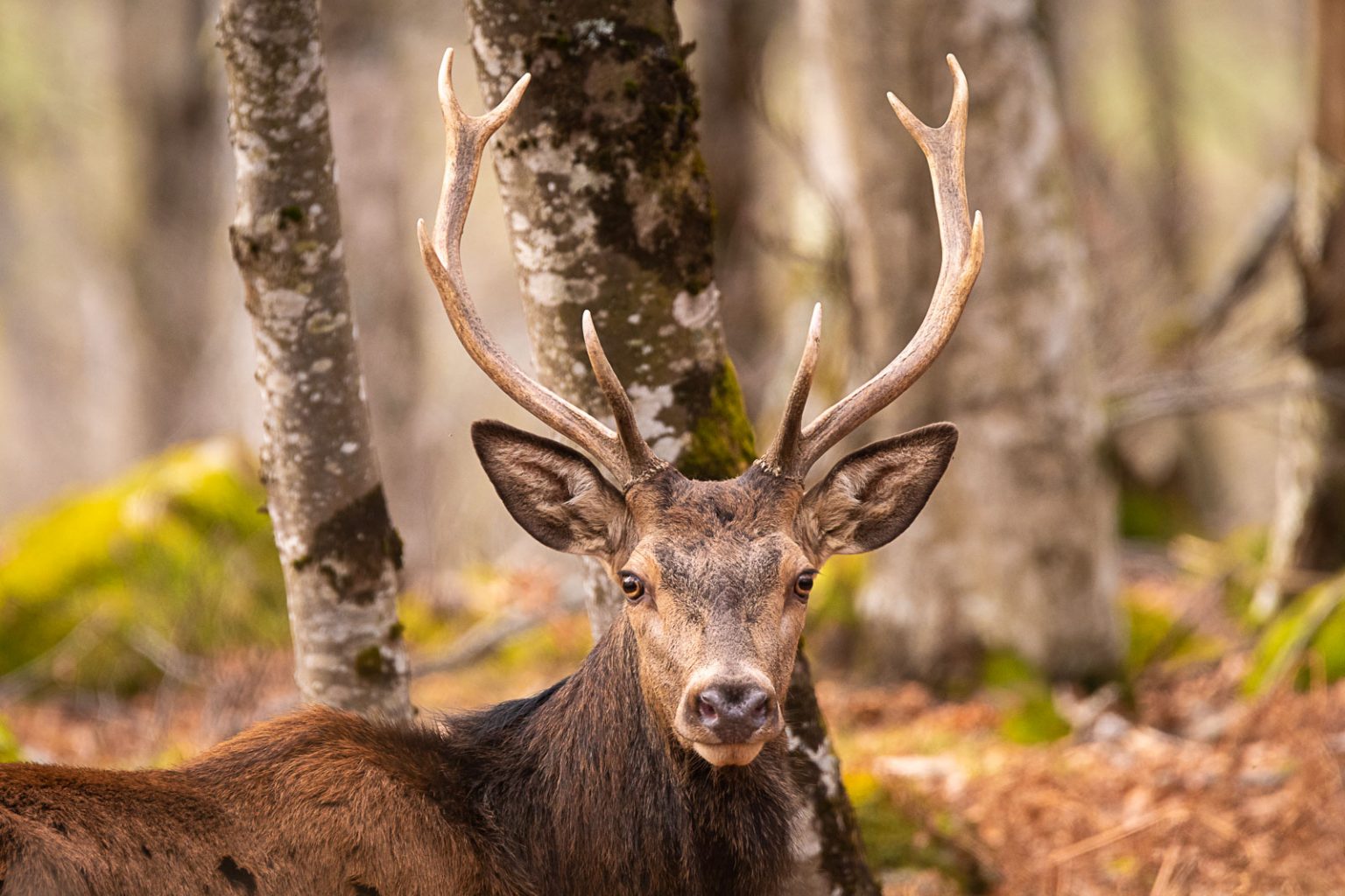 Une famille de cerfs élaphes en hiver | lanaturemoi