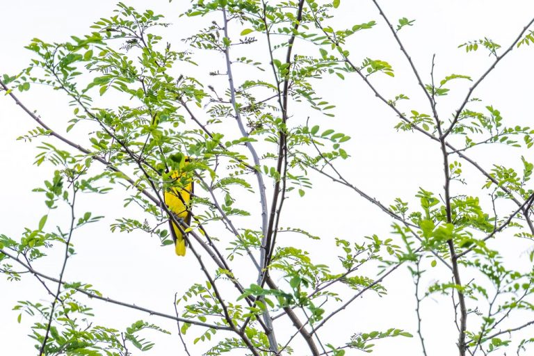 Le Loriot d’Europe (Oriolus oriolus) | lanaturemoi