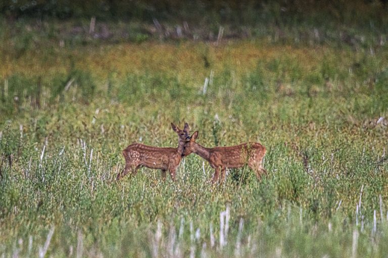 Le cycle de la reproduction chez les chevreuils | lanaturemoi