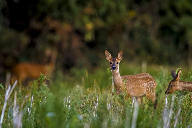 Le cycle de la reproduction chez les chevreuils | lanaturemoi