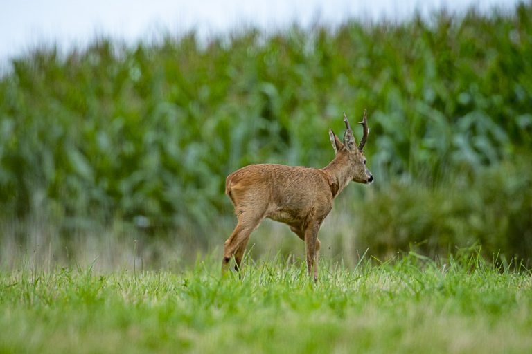 Le cycle de la reproduction chez les chevreuils | lanaturemoi