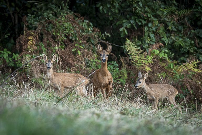 Le cycle de la reproduction chez les chevreuils | lanaturemoi