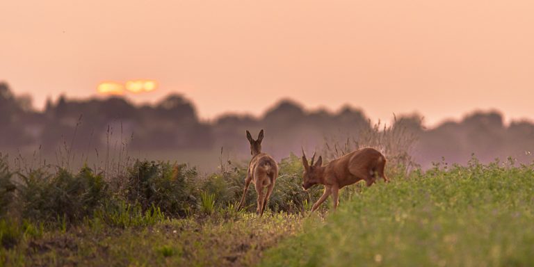 Le cycle de la reproduction chez les chevreuils | lanaturemoi