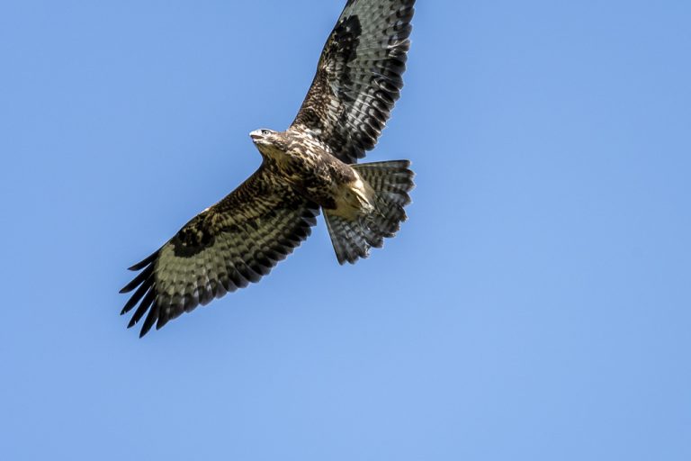 La Buse variable (Buteo buteo) | lanaturemoi