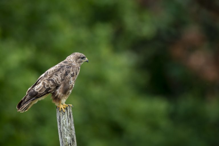 La Buse variable (Buteo buteo) | lanaturemoi