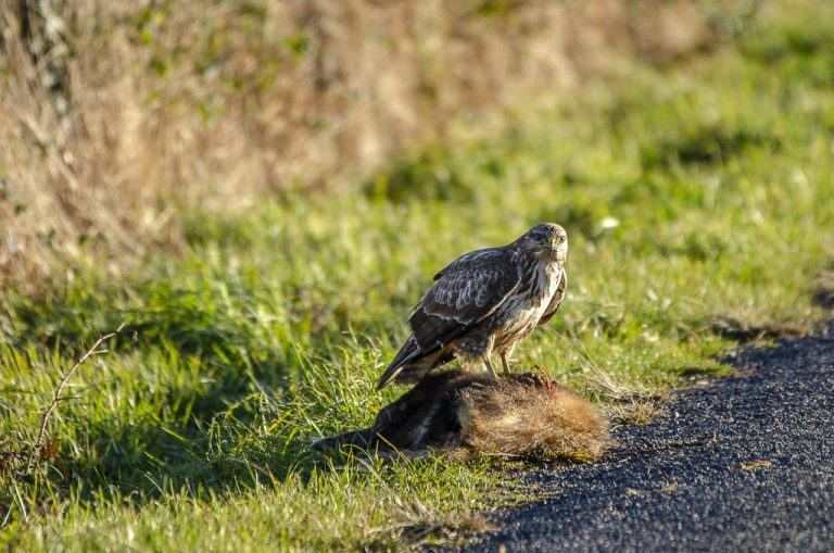 La Buse variable (Buteo buteo) | lanaturemoi
