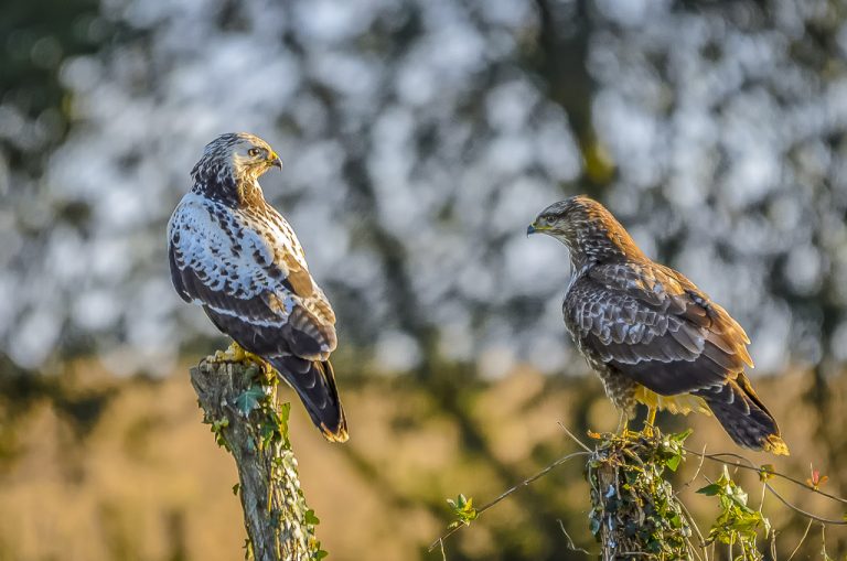 La Buse variable (Buteo buteo) | lanaturemoi