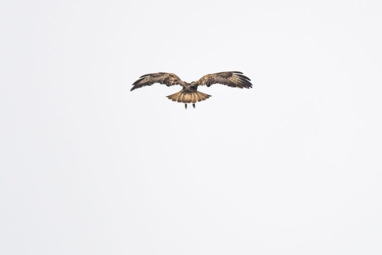 La Buse variable (Buteo buteo) | lanaturemoi