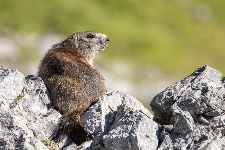 La Marmotte alpine, introduite dans les Pyrénées | lanaturemoi